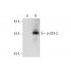 Anti-p-CD3-ζ Antibody (C415.9A) | SCBT - Santa Cruz Biotechnology