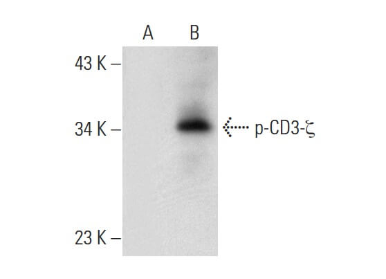 Anti-p-CD3-ζ Antibody (C415.9A) | SCBT - Santa Cruz Biotechnology