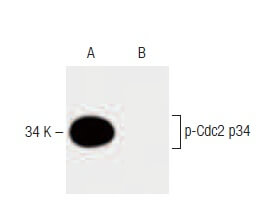 Anti-p-Cdc2 p34 Antibody (pY15.44) | SCBT - Santa Cruz Biotechnology