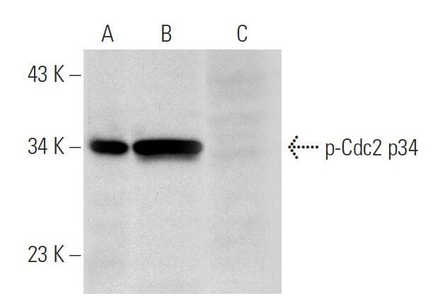 Anti-p-Cdc2 p34 Antibody (pY15.44) | SCBT - Santa Cruz Biotechnology
