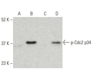 Anti-p-Cdc2 p34 Antibody (pY15.44) | SCBT - Santa Cruz Biotechnology