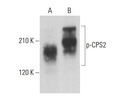 p-CPS2 Antibody (F-4) | SCBT - Santa Cruz Biotechnology