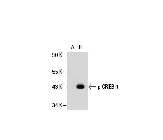 p-CREB-1 Antibody (10E9) | SCBT - Santa Cruz Biotechnology