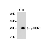 p-CREB-1 Antibody (10E9) | SCBT - Santa Cruz Biotechnology
