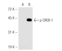 p-CREB-1 Antibody (10E9) | SCBT - Santa Cruz Biotechnology
