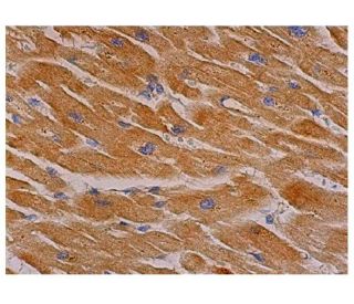 p-gp130 Antibody (A-12) - Immunohistochemistry - Image 350515