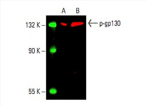 p-CD130/gp130 Antibody (A-12) | SCBT - Santa Cruz Biotechnology