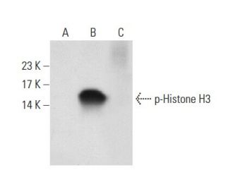 Anti-p-Histone H3 Antibody (HTA28) | SCBT - Santa Cruz Biotechnology