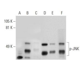p-JNK Antibody (G-7) - Western Blotting - Image 137525