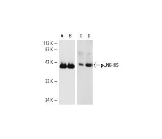 p-JNK Antibody (G-7) - Western Blotting - Image 2370