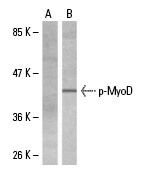 SCBT - Santa Cruz Biotechnology
