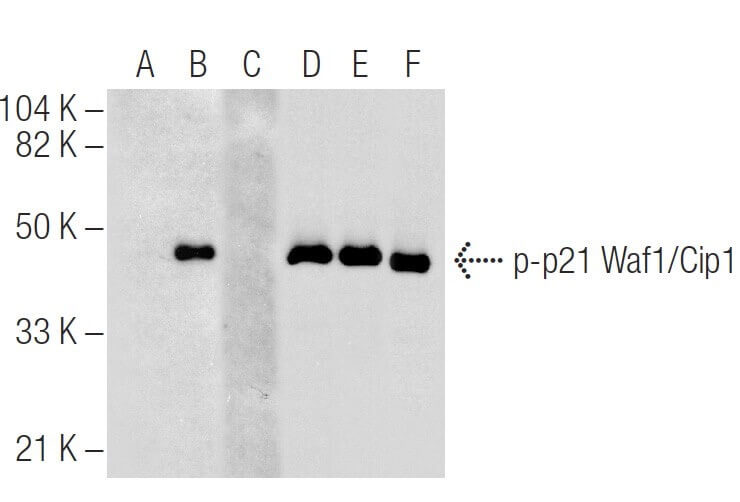 Anti-p-p21 Waf1/Cip1/CDKN1A Antibody (C-8) | SCBT - Santa Cruz Biotechnology