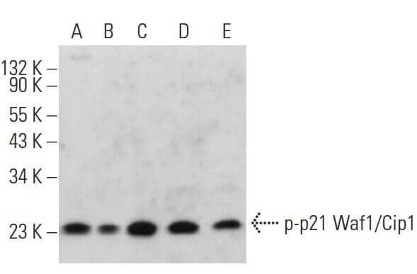 p-Waf1/Cip1/CDKN1A p21抗体 (D-6) | SCBT - Santa Cruz Biotechnology