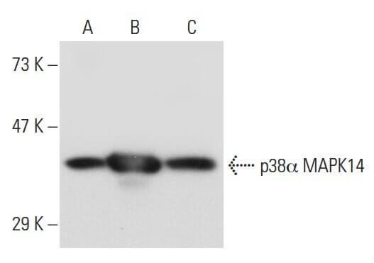 p-p38 MAPK Antibody (D-8) | SCBT - Santa Cruz Biotechnology