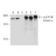 p-p70 S6 kinase/S6K1抗体 (A-6) | SCBT - Santa Cruz Biotechnology