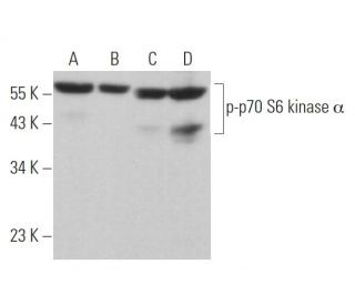 p-p70 S6 kinase α Antibody (A-6) - Western Blotting - Image 373018