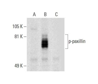 p-paxillin Antibody (A-5) - Western Blotting - Image 139002