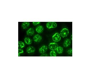 Anti-p-Pol II Antibody (8A7) | SCBT - Santa Cruz Biotechnology
