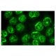 Anti-p-Pol II Antibody (8A7) | SCBT - Santa Cruz Biotechnology