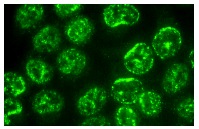 Anti-p-Pol II Antibody (8A7) | SCBT - Santa Cruz Biotechnology