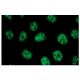 Anti-p-Pol II Antibody (8A7) | SCBT - Santa Cruz Biotechnology
