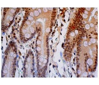 Anti-p-Pol II Antibody (8A7) | SCBT - Santa Cruz Biotechnology