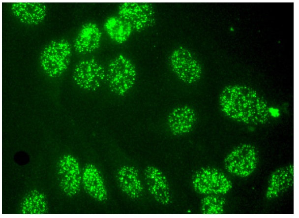 p-Ribosomal Protein S6 Antibody (B-6) | SCBT - Santa Cruz Biotechnology