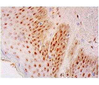 Anti-p-SC35 Antibody (SC-35) | SCBT - Santa Cruz Biotechnology