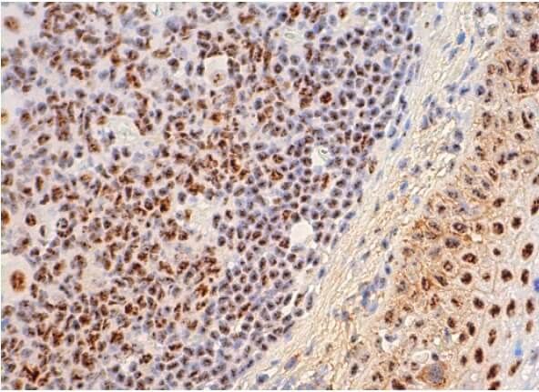 p-SC35 Antibody (SC-35) | SCBT - Santa Cruz Biotechnology