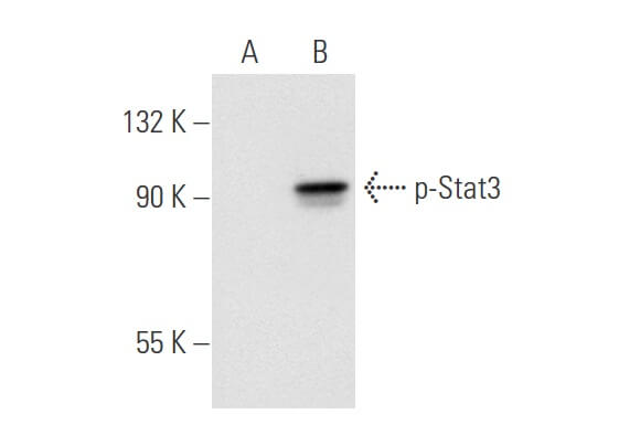 Anti-p-Stat3 Antibody (6D779) | SCBT - Santa Cruz Biotechnology