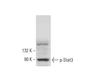 Anti-p-Stat3 Antibody (6D779) | SCBT - Santa Cruz Biotechnology