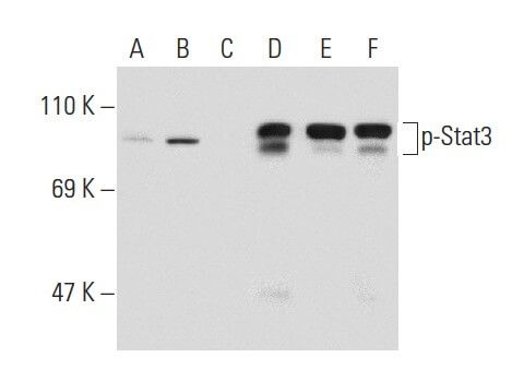 p-Stat3 Antibody (6D779) | SCBT - Santa Cruz Biotechnology