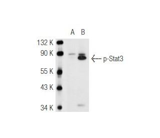 p-Stat3 Antibody (9E12) - Western Blotting - Image 47422