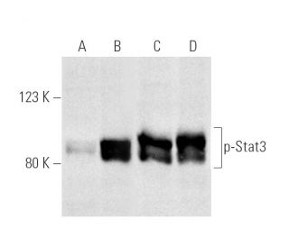 p-Stat3 Antibody (B-7) - Western Blotting - Image 917