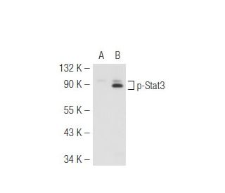 p-Stat3 Antibody (B-7) - Western Blotting - Image 47416