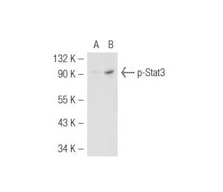 p-Stat3 Antibody (B-7) - Western Blotting - Image 47418