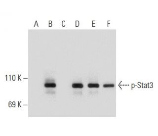 p-Stat3 Antibody (B-7) - Western Blotting - Image 133927