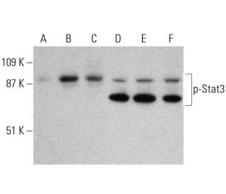 p-Stat3 Antibody (B-7) - Western Blotting - Image 380955