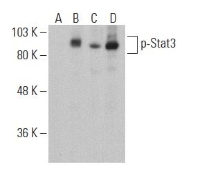 p-Stat3 Antibody (pS727.25) | SCBT - Santa Cruz Biotechnology