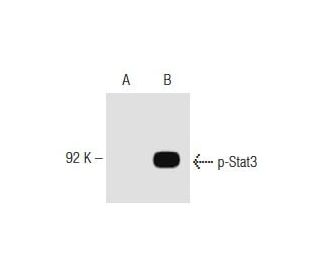 p-Stat3 Antibody (pS727.49) - Western Blotting - Image 127554