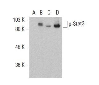 p-Stat3 Antibody (pS727.49) - Western Blotting - Image 400937