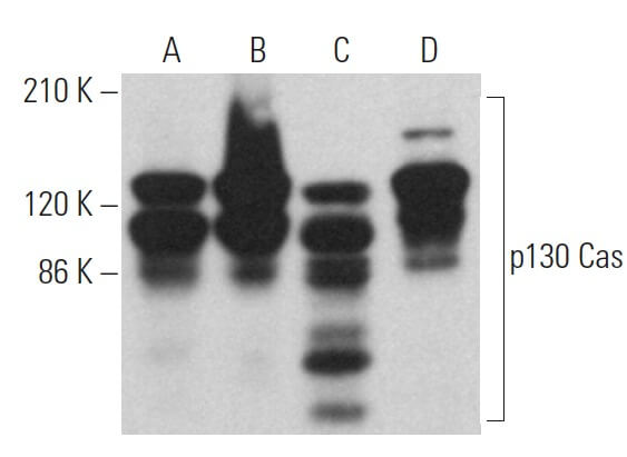 Anti-p130 Cas Antibody (35B.1A4) | SCBT - Santa Cruz Biotechnology