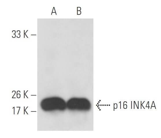 CDKN2A/p16 Antibody (G-6) | SCBT - Santa Cruz Biotechnology