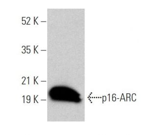 p16-ARC Antibody (C-3) - Western Blotting - Image 362498