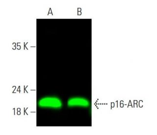 p16-ARC Antibody (C-3) - Western Blotting - Image 387654