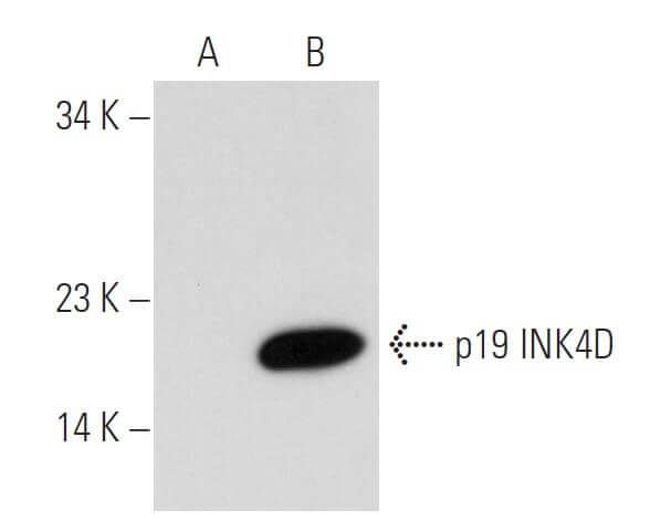 p19 INK4D/CDKN2D抗体 (E-11) | SCBT - Santa Cruz Biotechnology