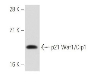 Anti-p21 Waf1/Cip1/CDKN1A Antibody (F-5) | SCBT - Santa Cruz Biotechnology