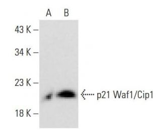 p21 Waf1/Cip1 Antibody (F-5) - Western Blotting - Image 139239