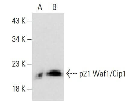 Anti-p21 Waf1/Cip1/CDKN1A Antibody (F-5) | SCBT - Santa Cruz Biotechnology