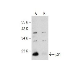 Waf1/Cip1/CDKN1A p21 Antibody (F-5) - Western Blotting - Image 141617